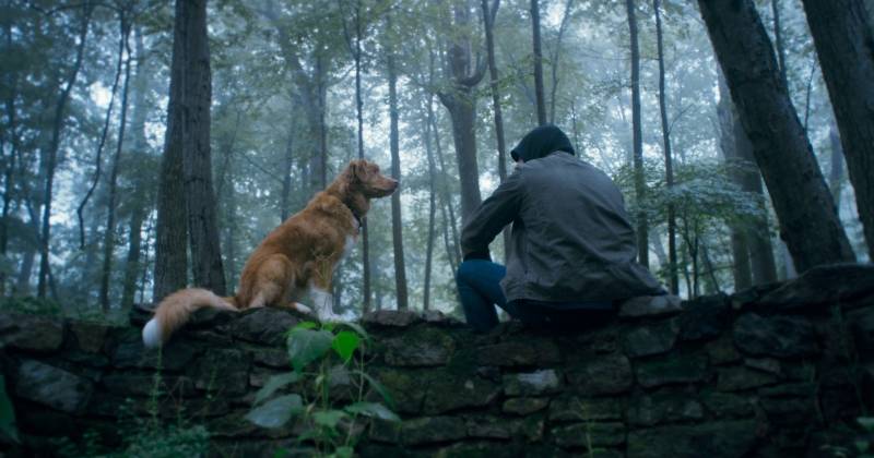 Good Boy: Chó Cưng Đừng Sợ - Lịch chiếu, Mua vé, Review phim